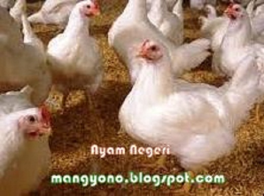Perbedaan Ayam Kampung Dengan Ayam Negeri