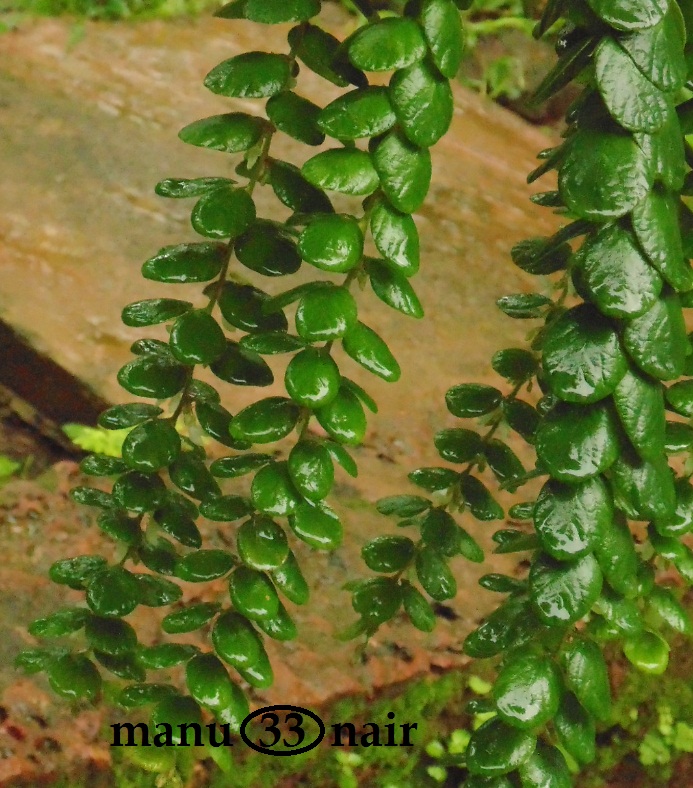 papanasini: DRAGON’S TOUNGUE