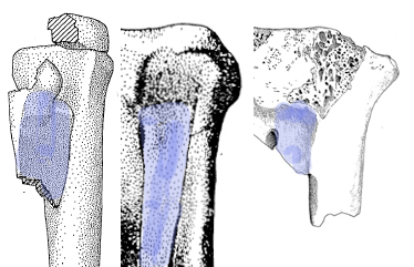 The Theropod Database Blog: Elmisaurus elegans no more? Leptorhynchos