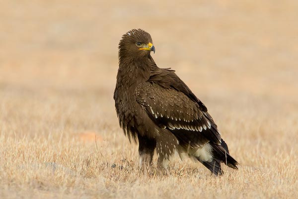Spreebird wildlife: EAGLES OF PAKISTAN