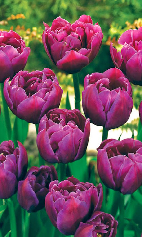 Pretty Tulips ~ Stunning nature