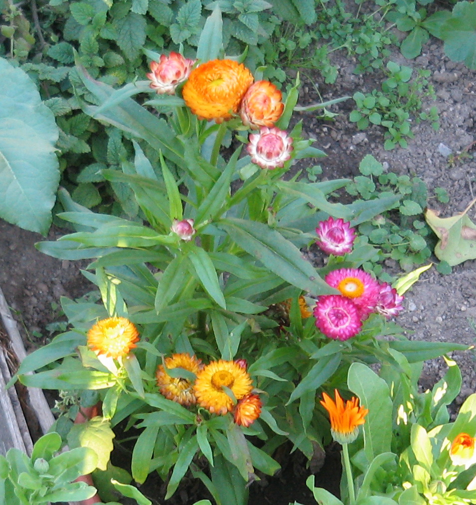 Din gradina,: Flori sanitar din gradina de legume