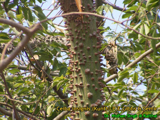 Medicinal Plants: Ceiba insignis, White floss silk tree, Resham rui ...