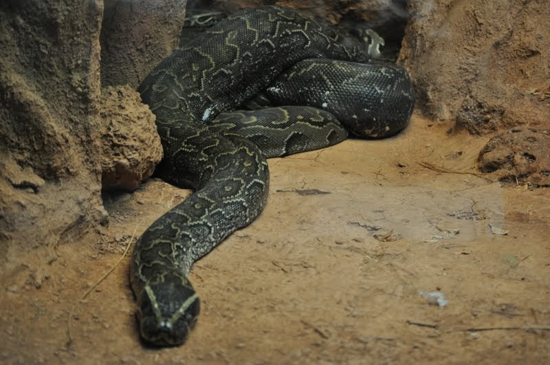 ZOOTOGRAFIANDO (6.096 ANIMALS): PITÓN DE SEBA / AFRICAN ROCK PYTHON ...