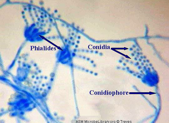 KAPANG - Setitik ilmu
