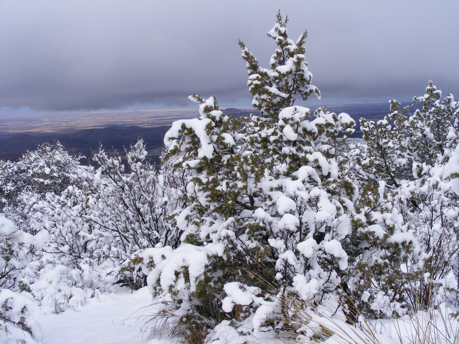 Desert Packrat: High Desert Snow