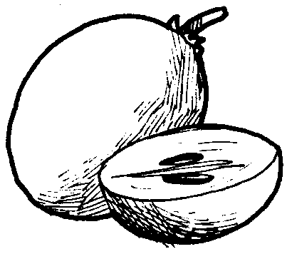 Sekitar Kawasan Sekolah: Gambar outline_Buah Sayur