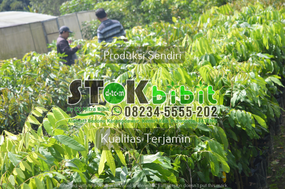 Jabon tanaman jabon putih - bibit mangga alpukat pasuruan