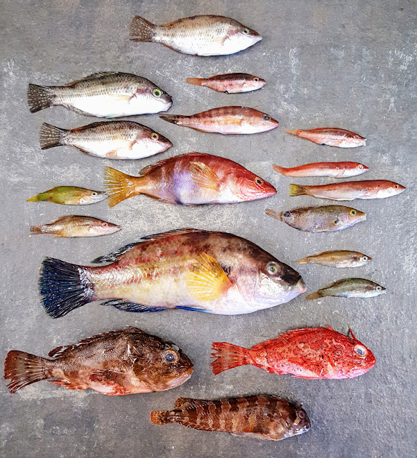 Les poissons de roche et autres petites pêches