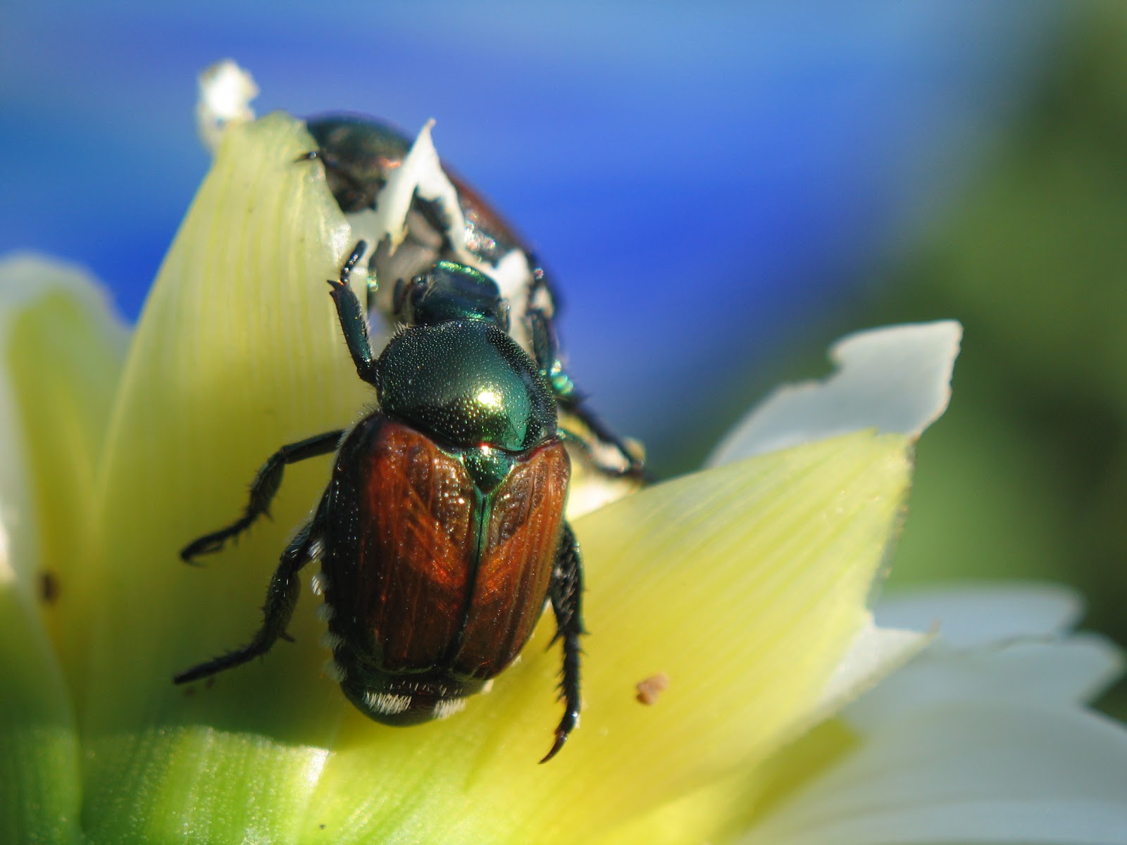 Joe's Garden Journal: Japanese Beetle