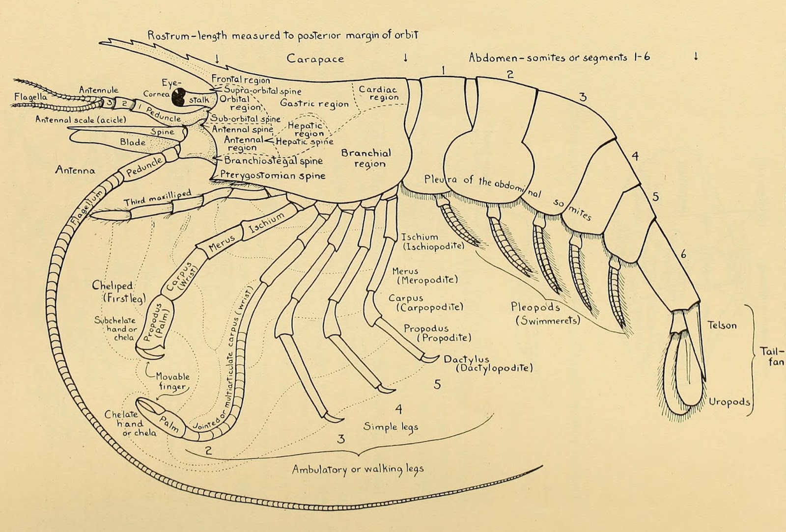 Types Of Crustaceans With Diagram