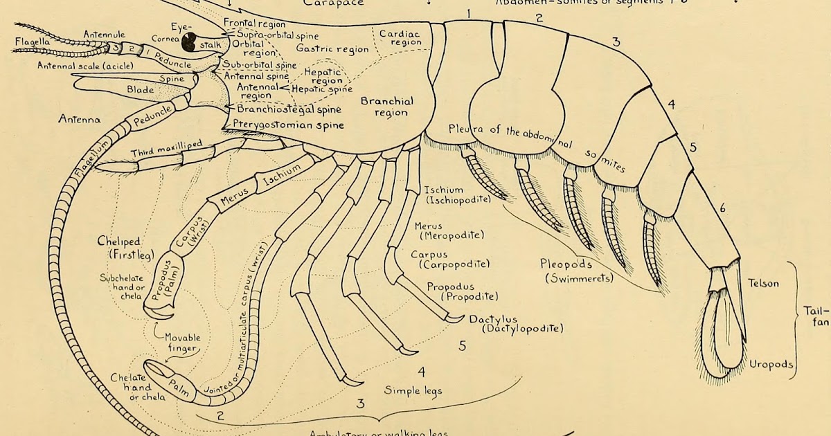 Data Deluge: The marine decapod Crustacea of California (1921)