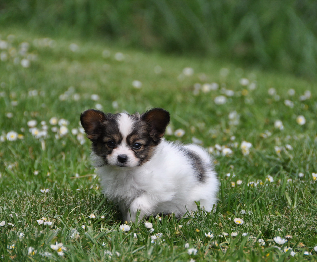 Road's End Papillons : Available Papillon Puppies