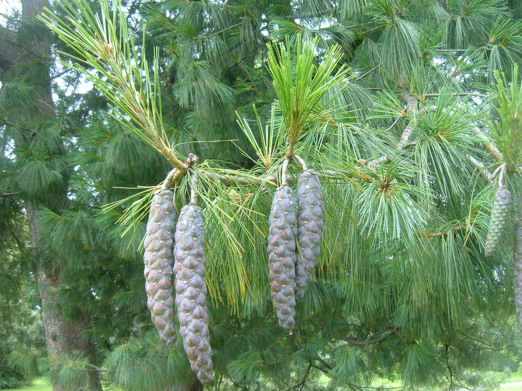 Pinus wallichiana - Himalayan White Pine care and cultivation ...