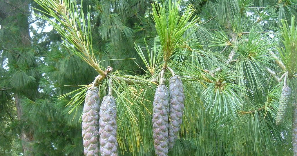 Pinus wallichiana - Himalayan White Pine care and cultivation ...
