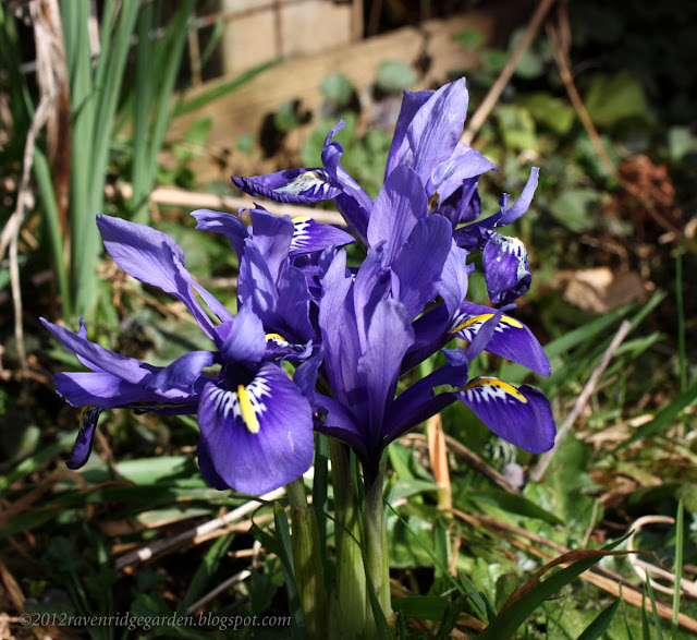 Raven Ridge Gardens: Signs of Spring: Mini Iris