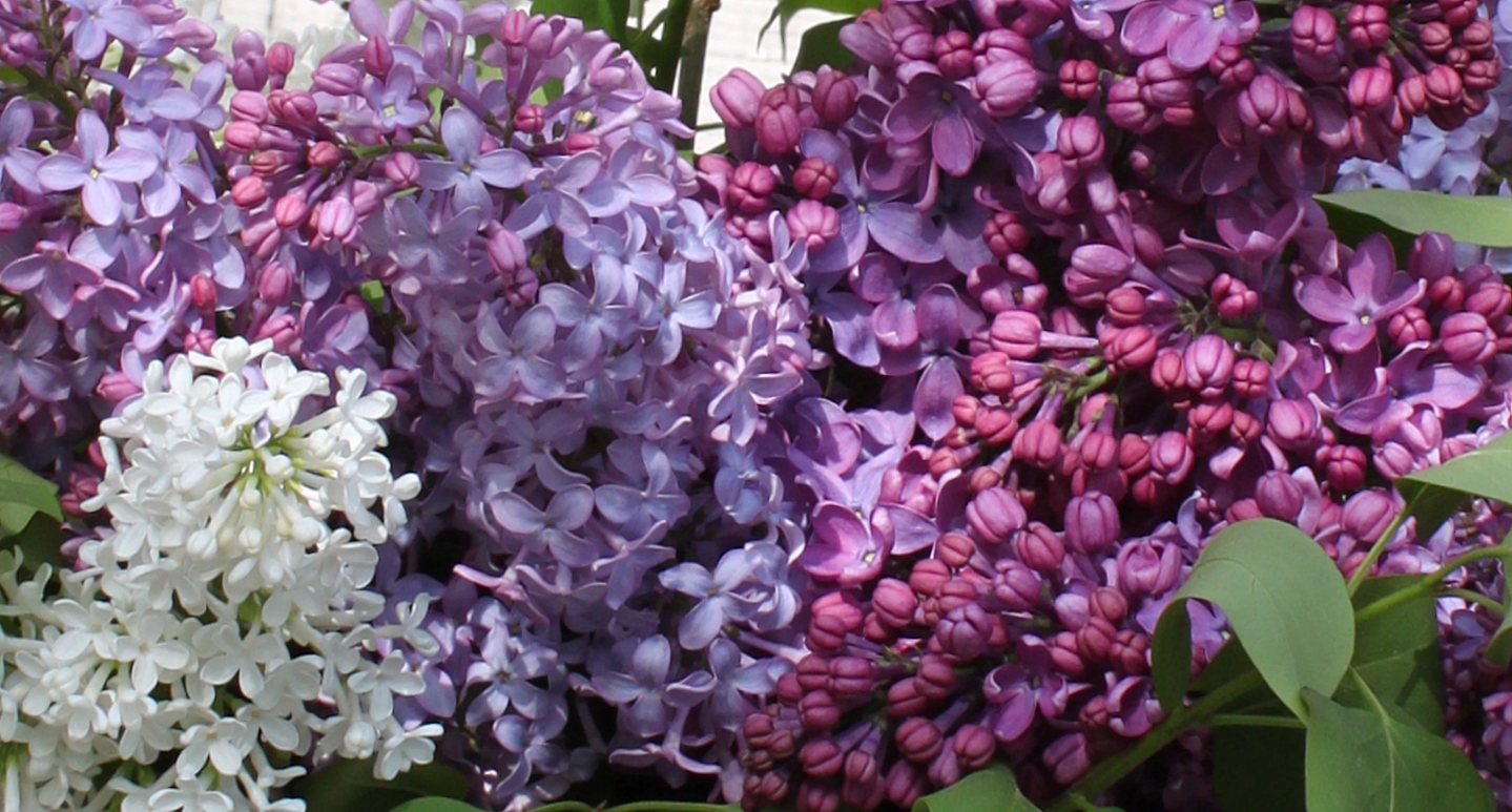 52 FLEA: Family Lilacs
