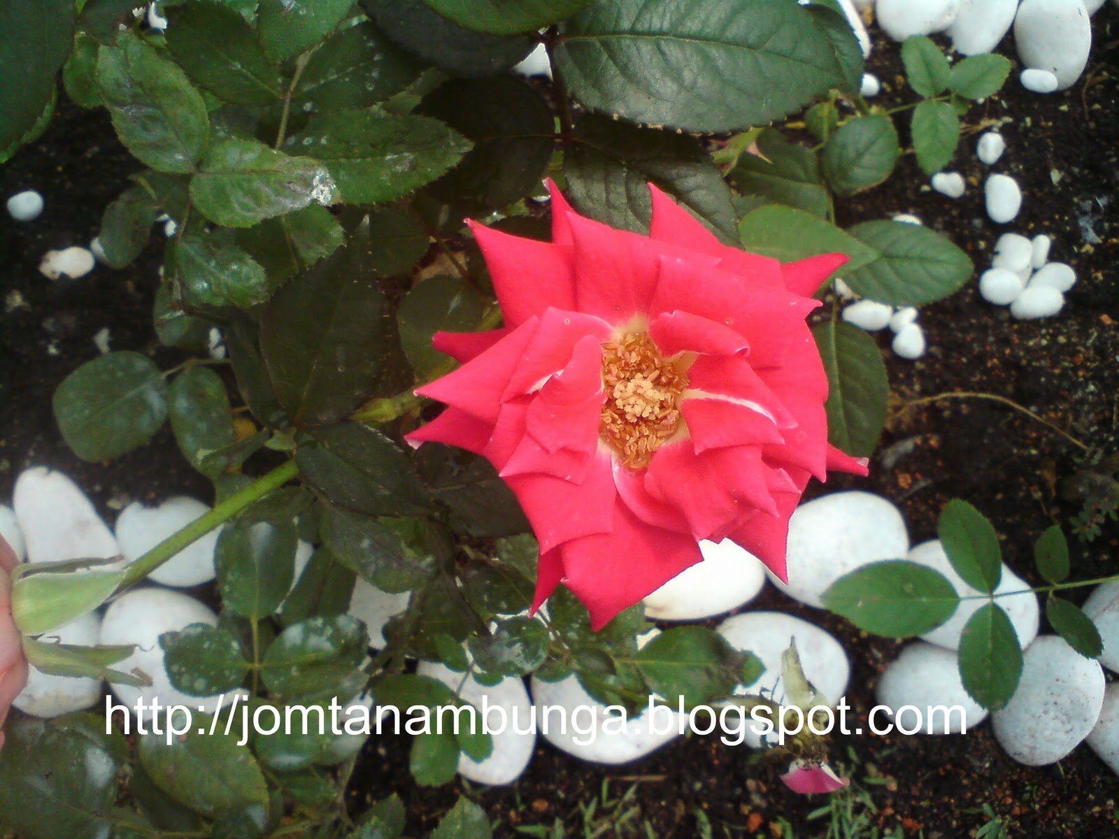 Jom Tanam Bunga: Bunga Ros Si Bunga Popular