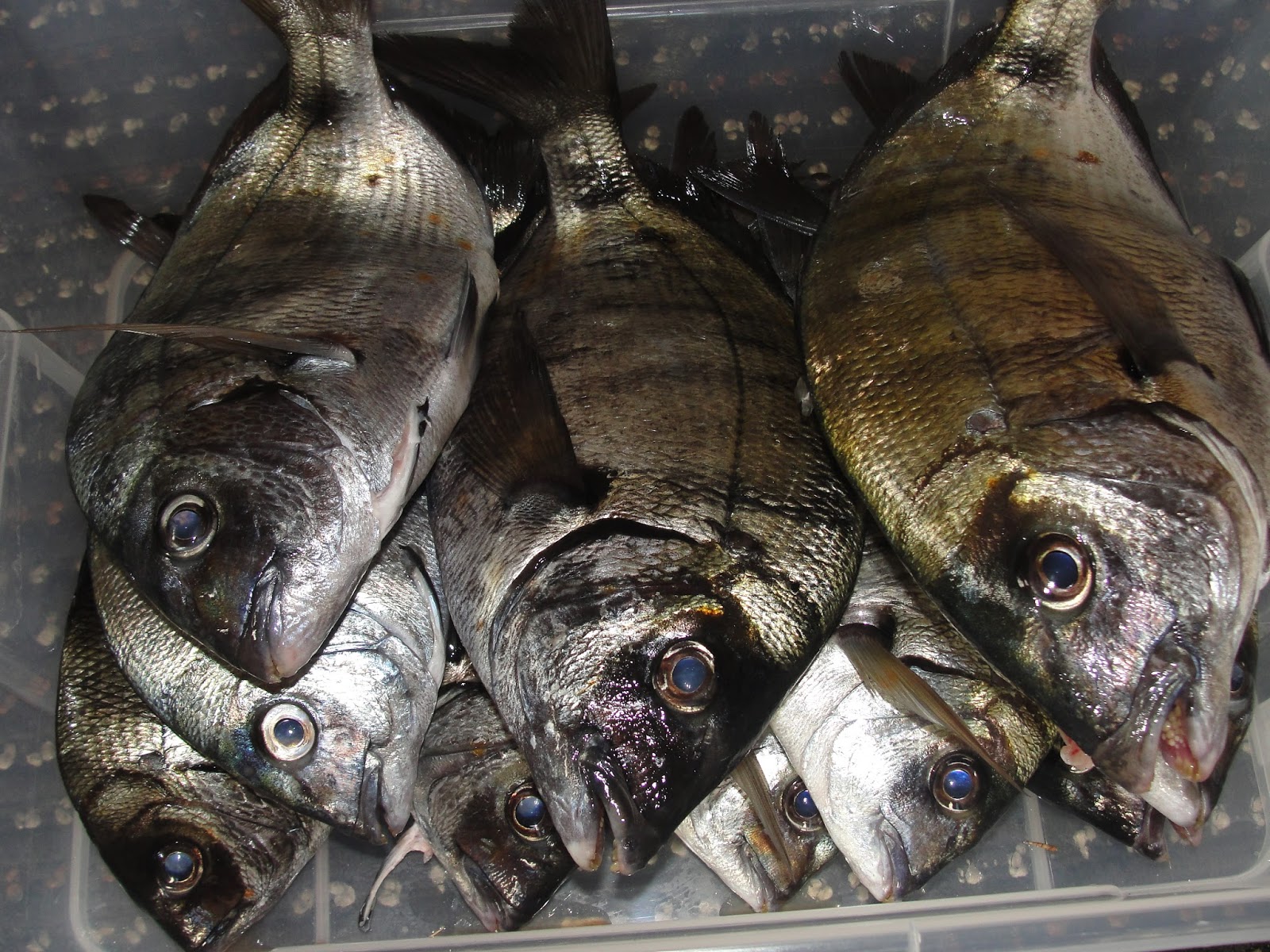 Litoral alentejano surf e pesca: Setembro com sardinha