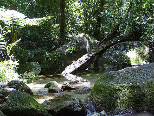 Ciencias Naturales: Selva Humeda