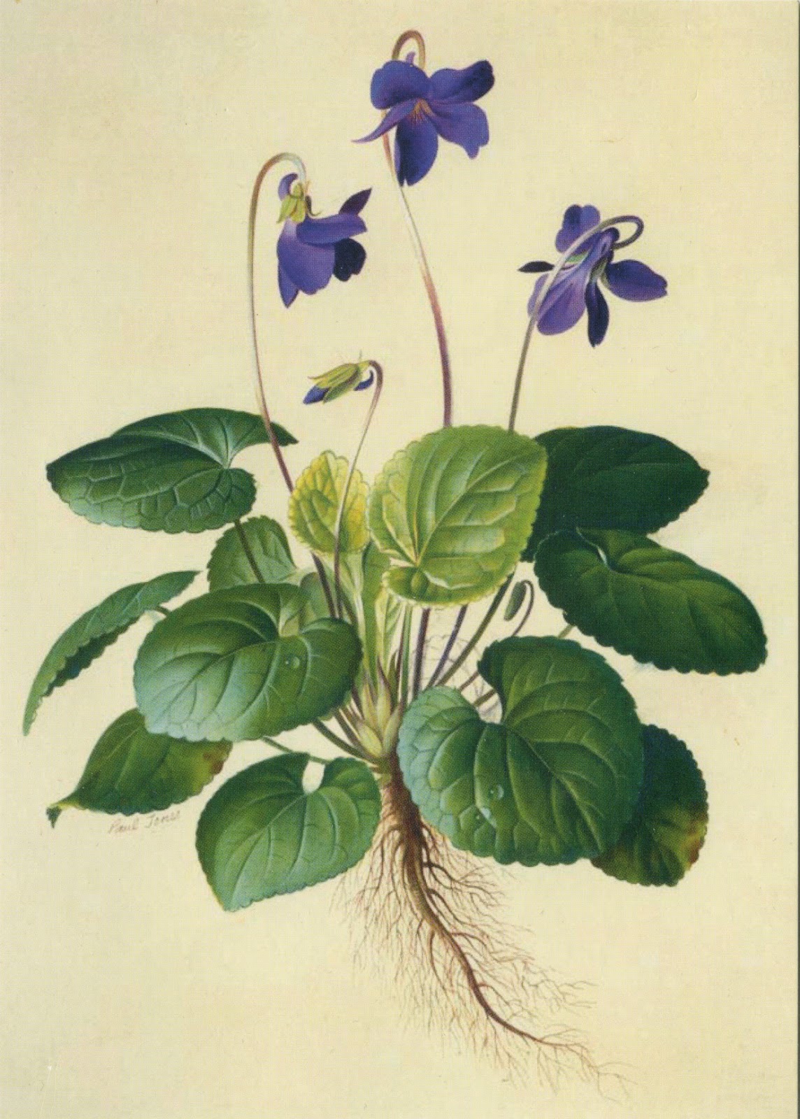 Vilt og vakkert: Et minne