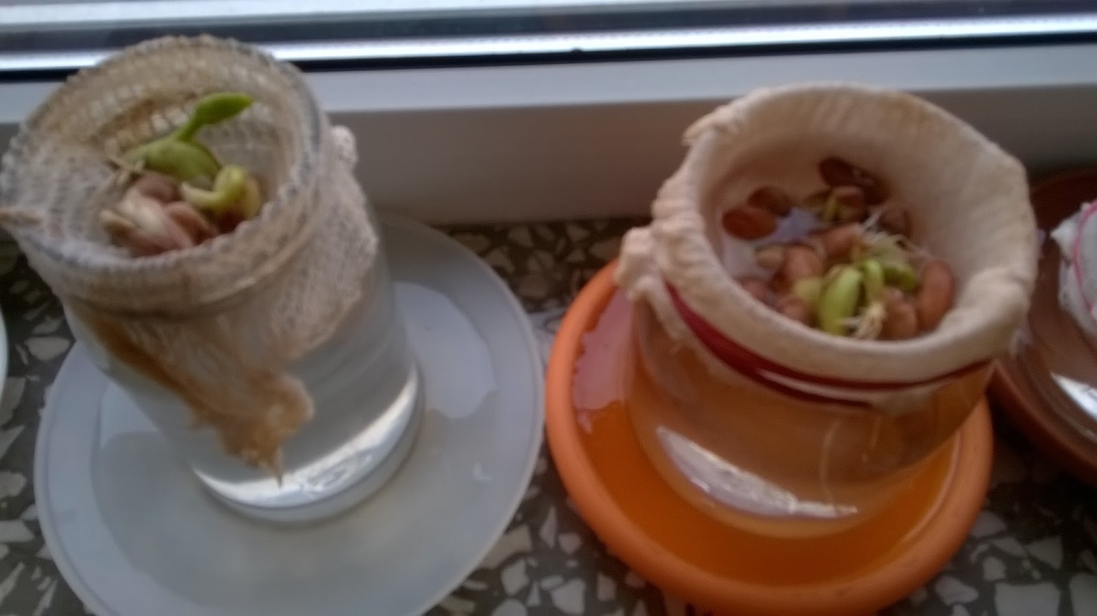 Z życia klasy 3a: HODOWLA FASOLI