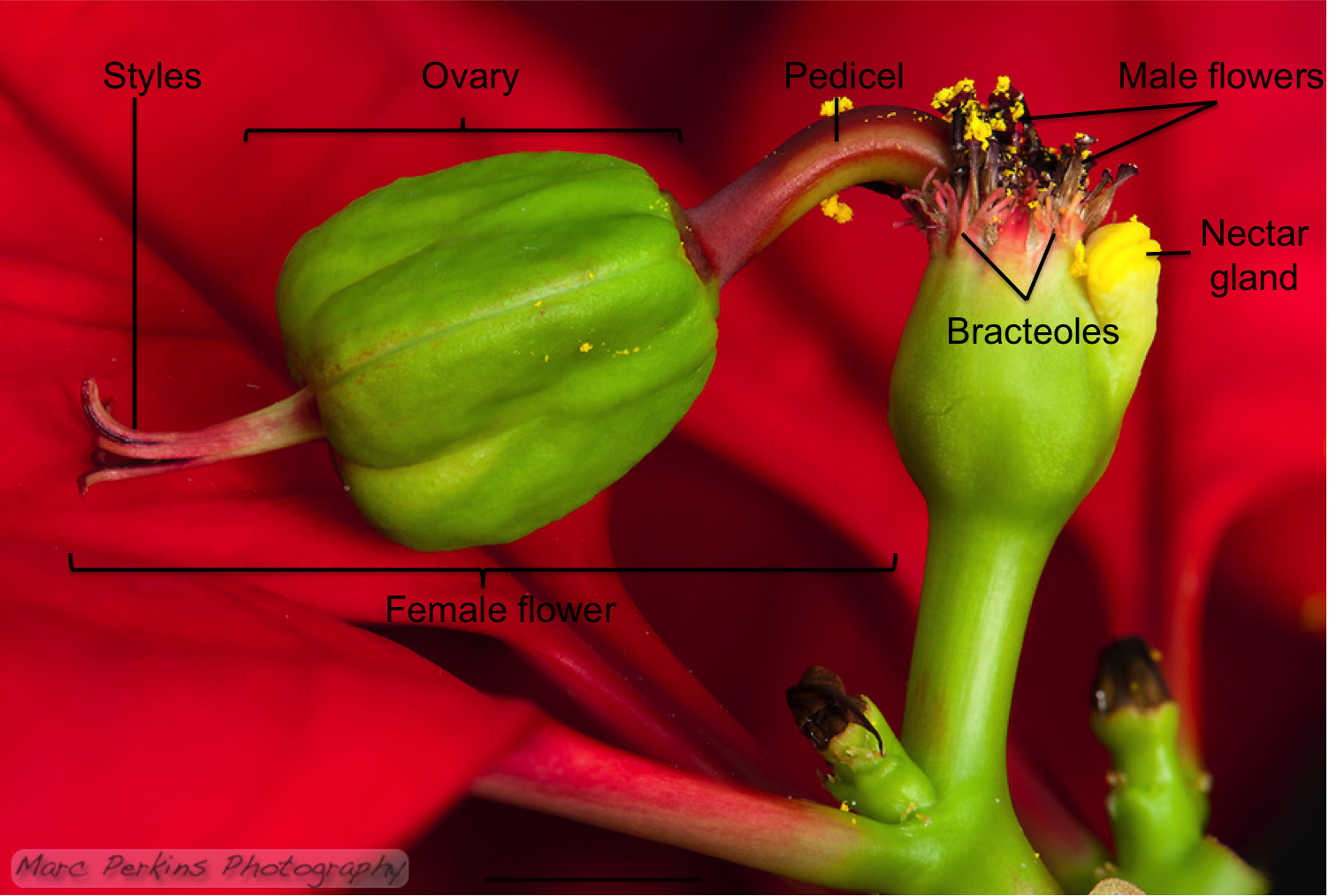 Special Type of Inflorescence: Cyathium