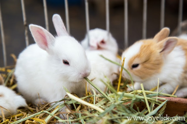 RABBIT KEEPING: What you need to know to get started! | Farm Girl ...
