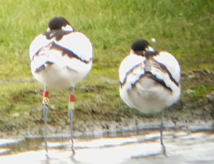 Welcome to North Lancs Ringing Group: Colour ringed waders