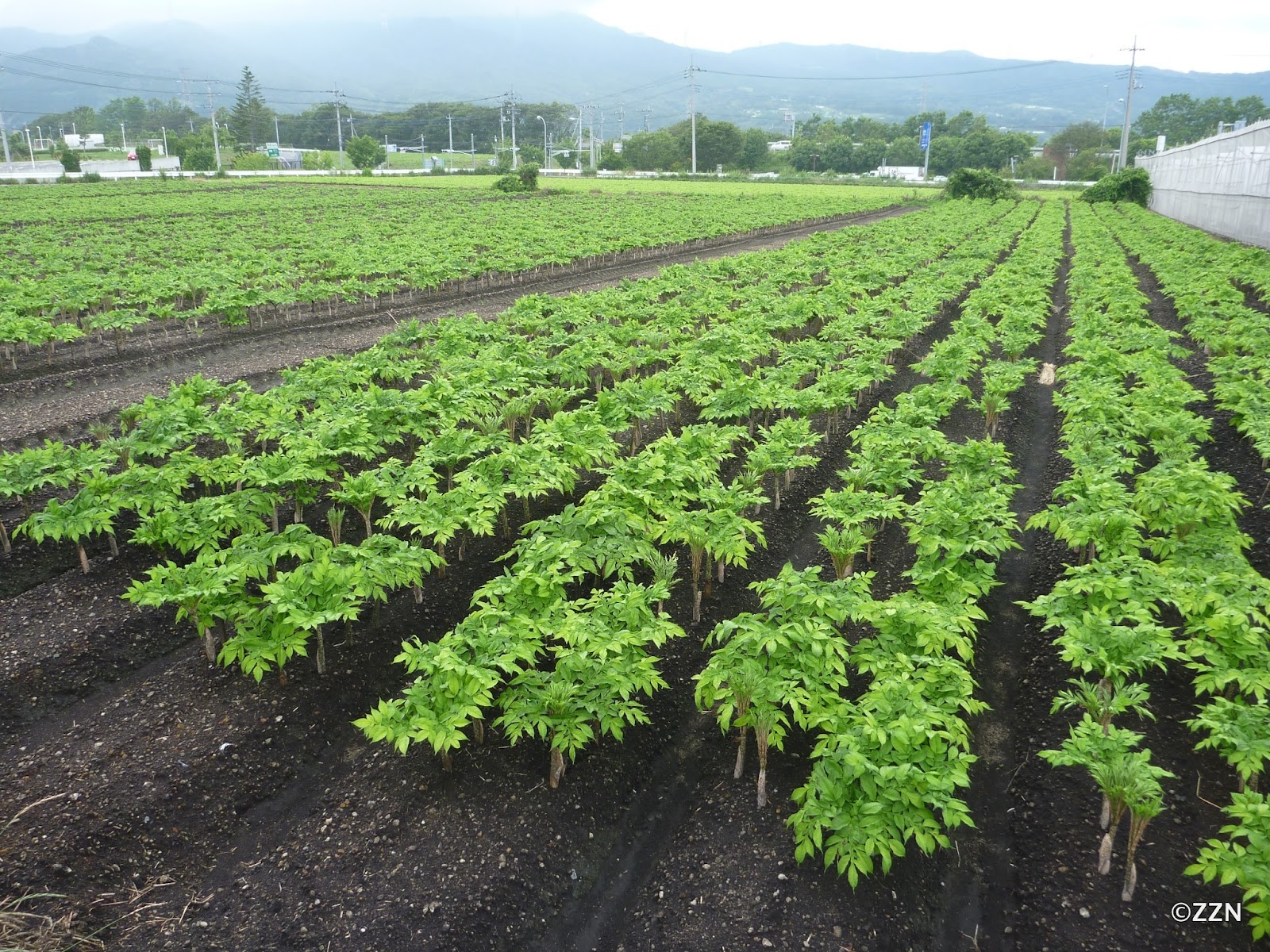Visit Gunma!: Gunma Tours 1 - Blueberries, Soba, Lettuce