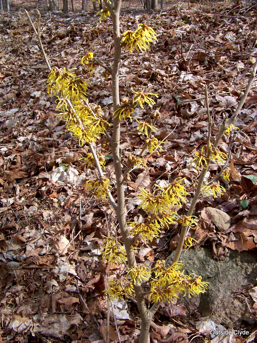 Outside Clyde: Pilferage