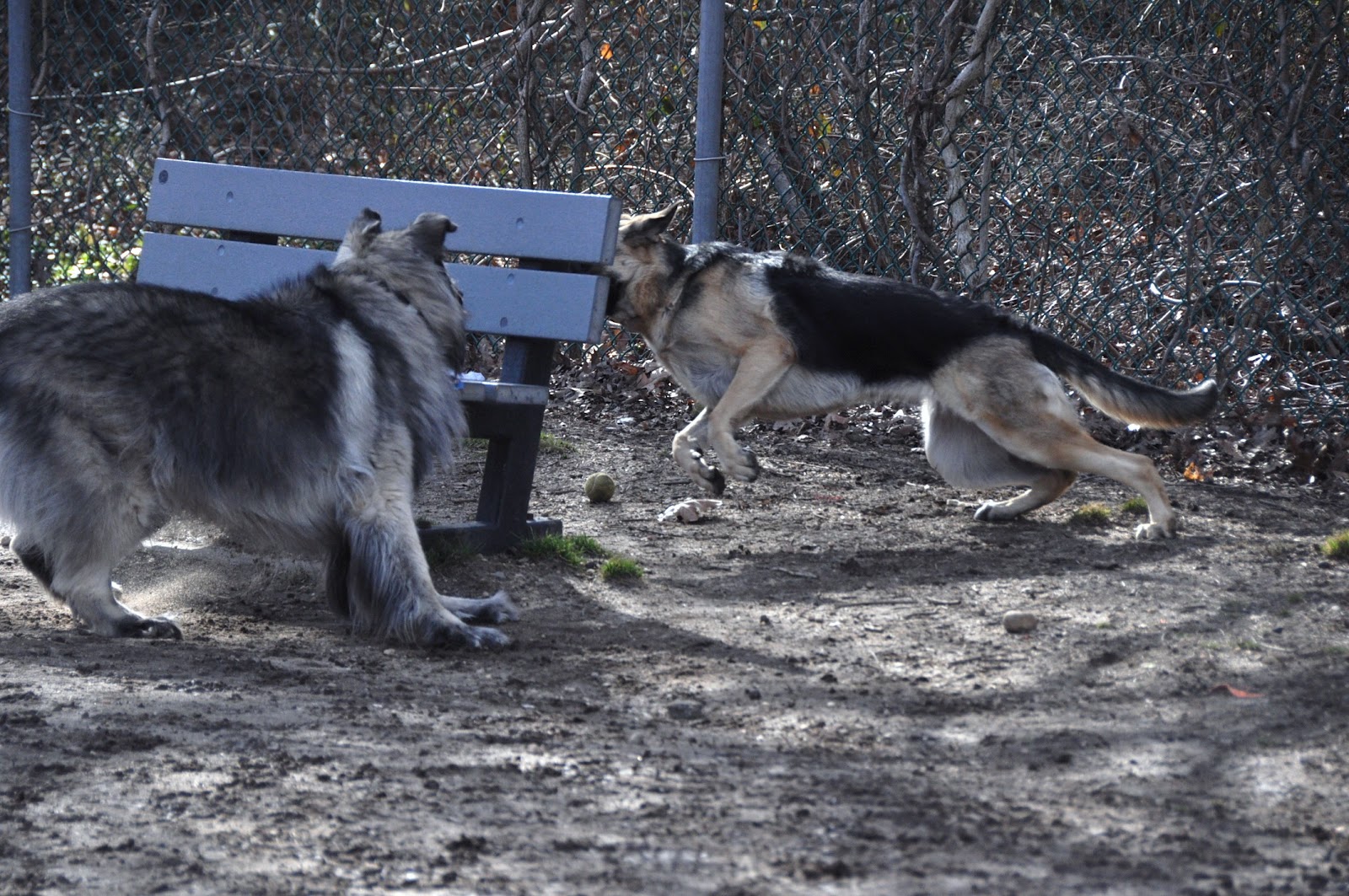 Cooper's Shiloh Shepherd Blog