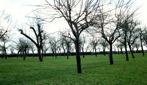 Orchard Groundcare: Case study - a pollarded orchard