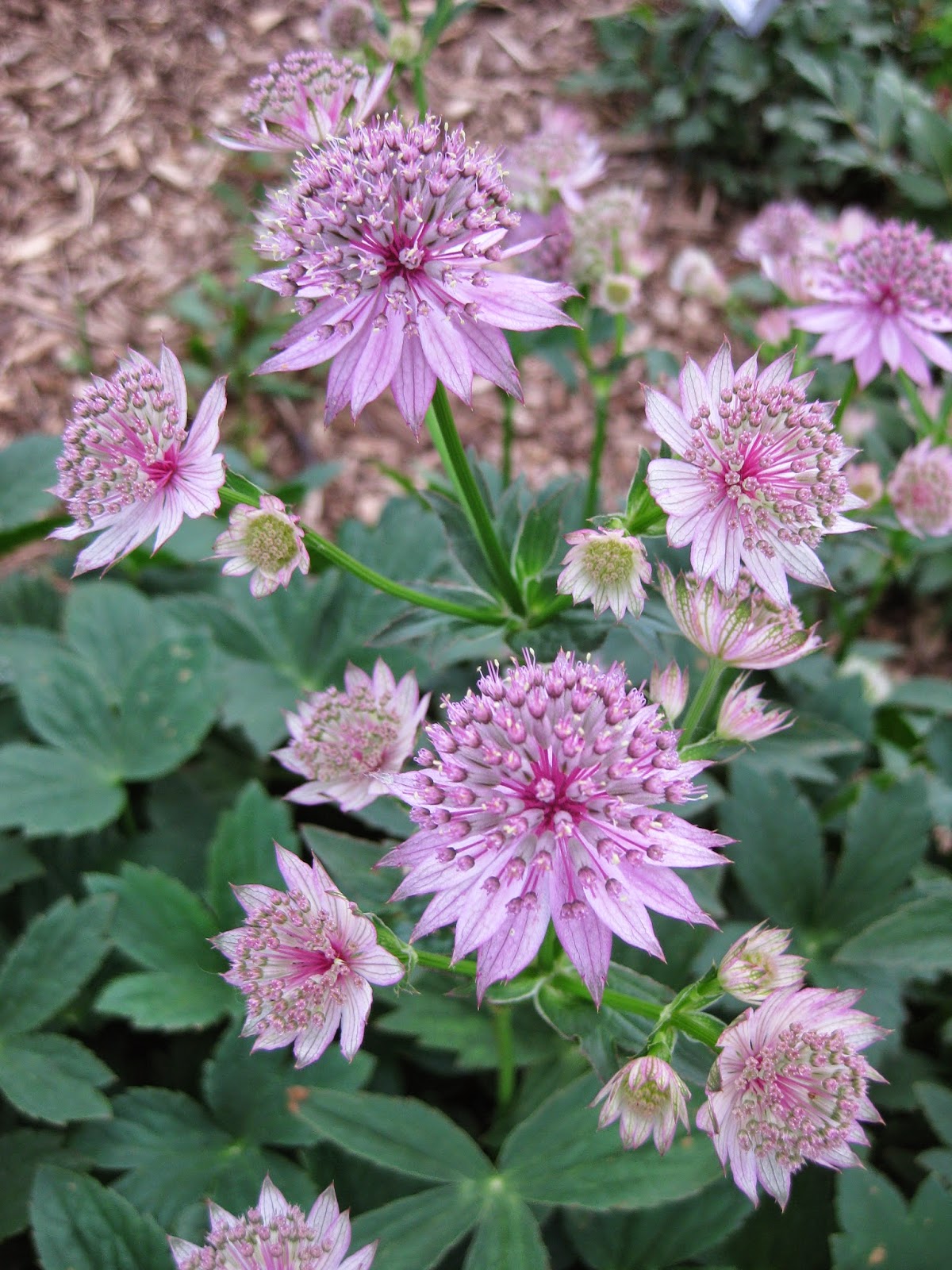 Marvelous Masterwort (Astrantia major) - Rotary Botanical Gardens
