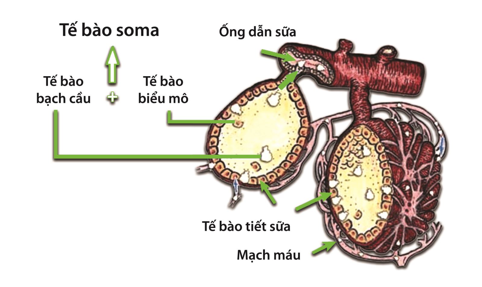 Chăn nuôi Thú Y Sóc Trăng: Tế bào soma là gì?