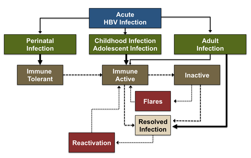 phases of acute hepatitis b