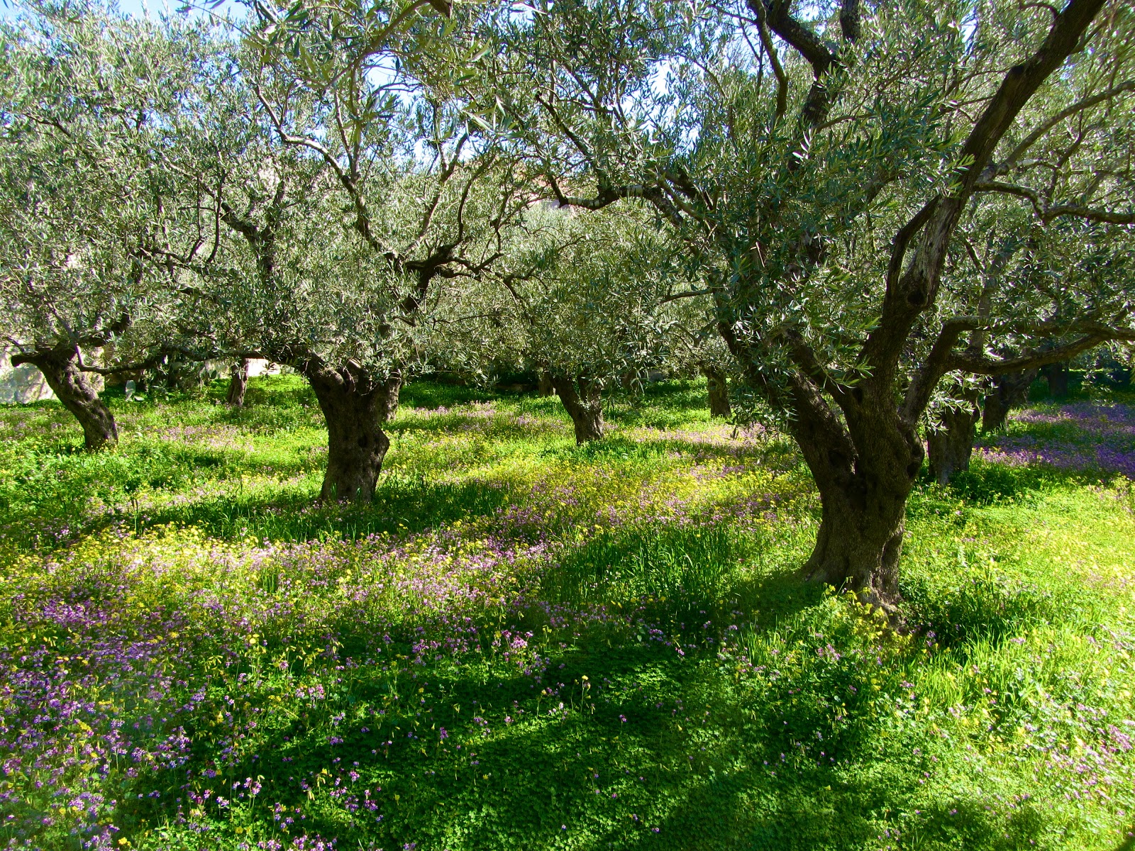 Jetlogged: Mount of Olives