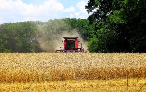 Wheatavore: Traveling wheat -- The geographic range of wheat.
