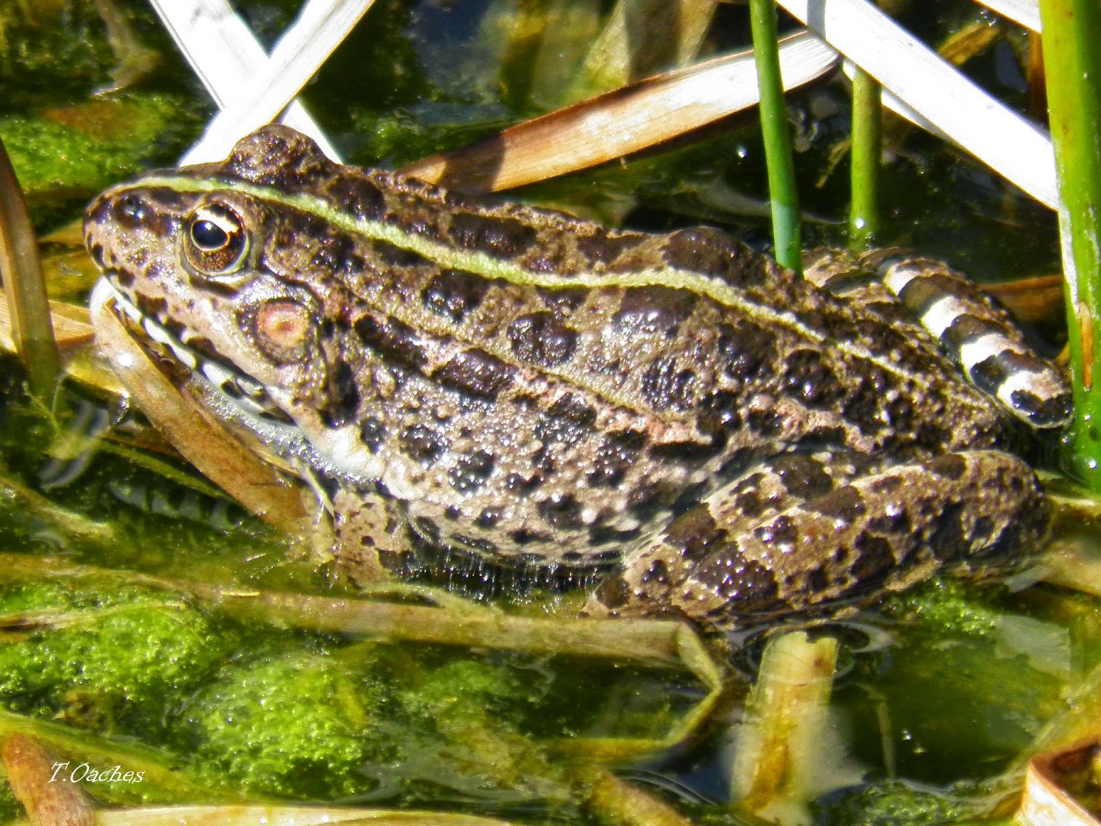 PASARI DIN ROMANIA: AMFIBIENI, Broaste, salamandre, tritoni