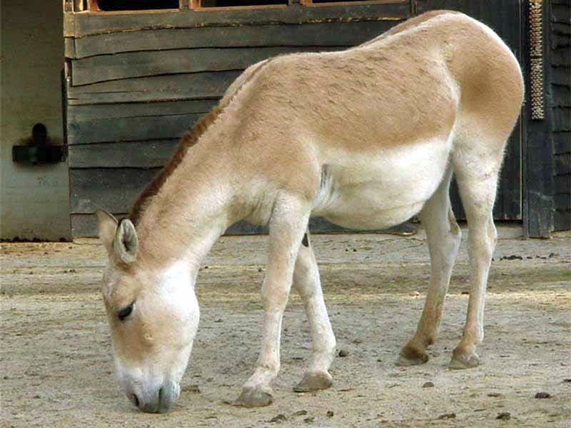 Entre as brumas da memória: Onagros?