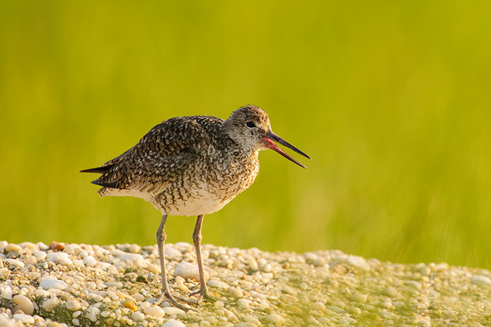 Birding Is Fun!: Willets Nesting