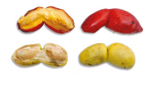 koleksi artikel tanaman dari berbagai sumber: Buah Cinta itu Sekarang ...