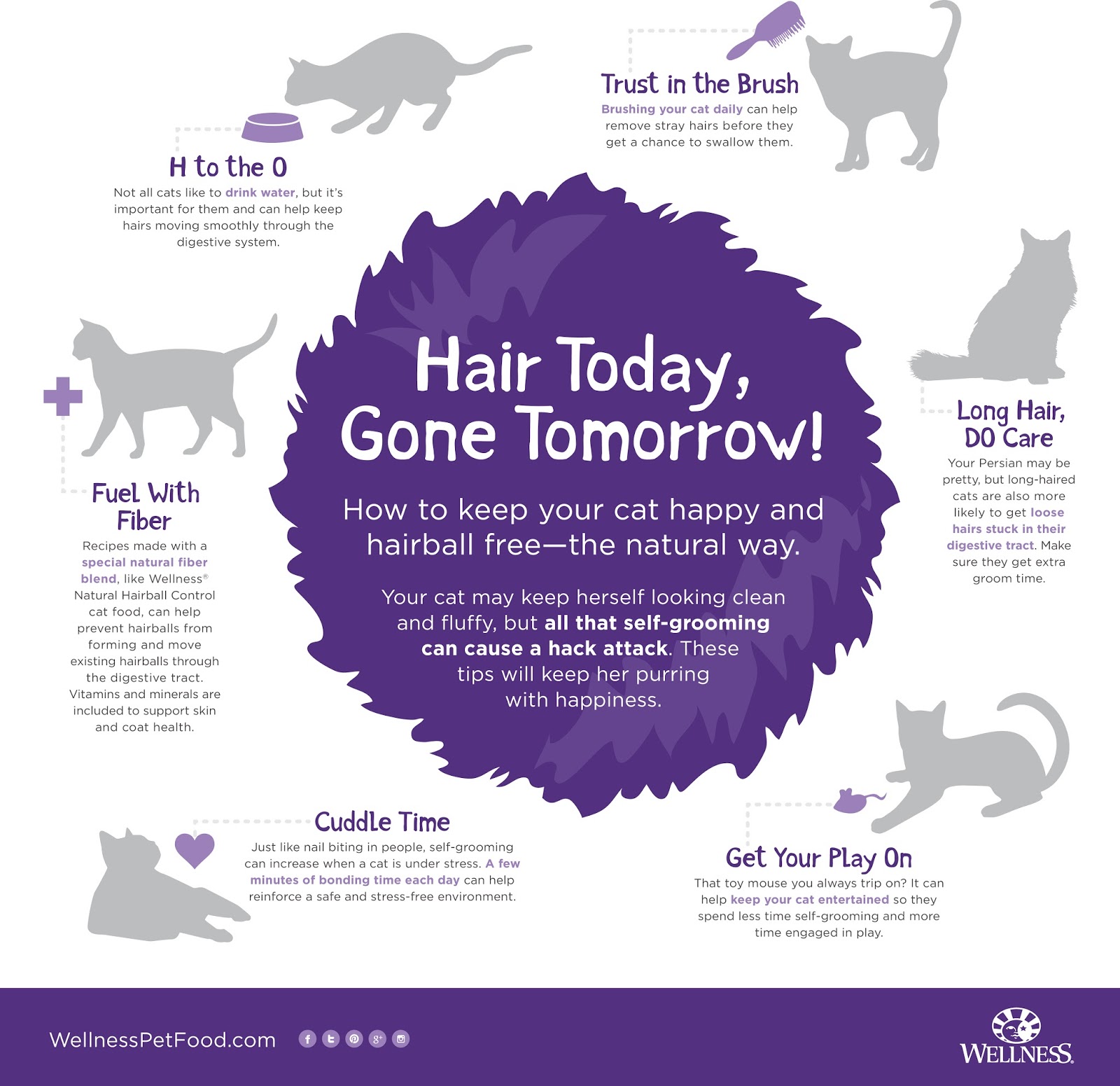 Helpful Hints for a Happy Cat - Happy Cat Month | Lola The Rescued Cat