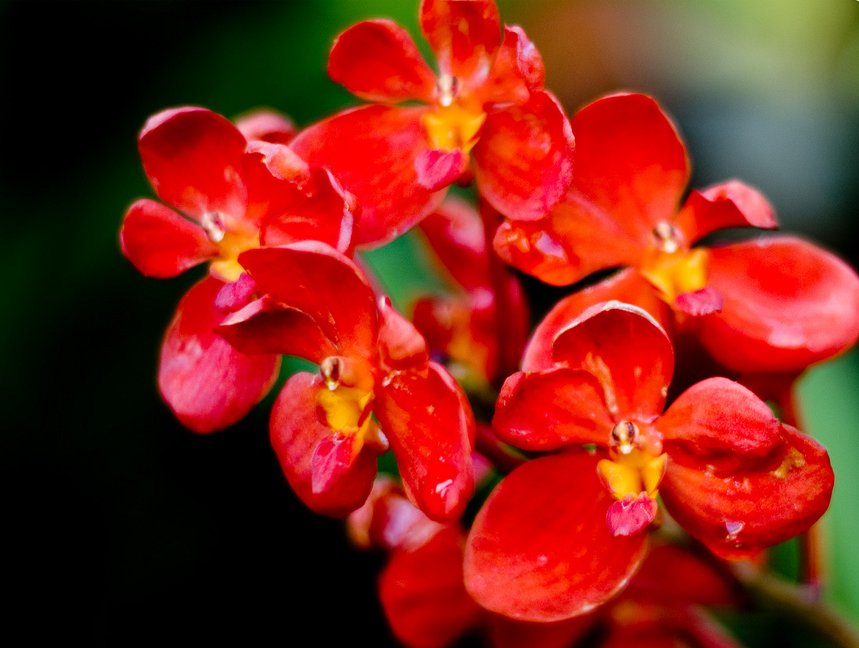 El Viajero: Discover Why Zamboanga is dubbed as the CITY OF FLOWERS