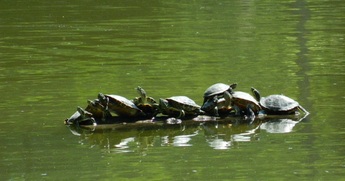 LA MULTI ANI, ROMANIA!: Testoase la plaja