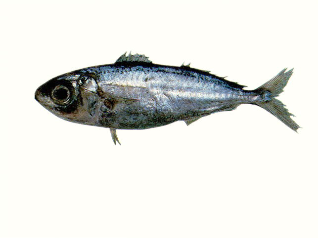 Artes de Pesca: ACTINOPTERYGII