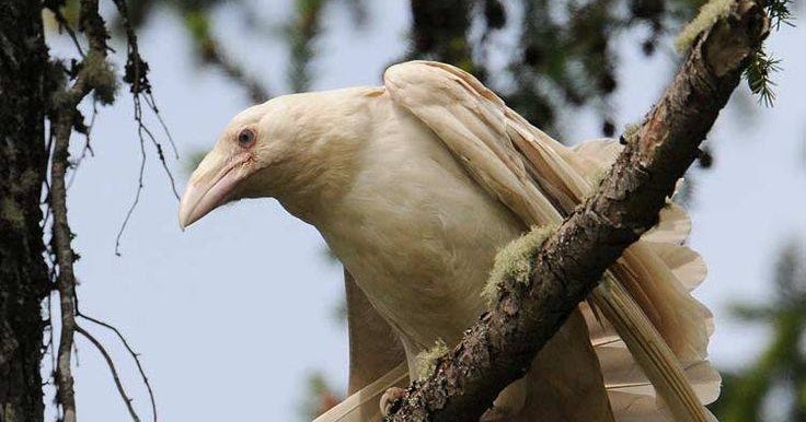 The New BigMamaBlaze Blog: The Legend of White Raven Spirit, from The ...