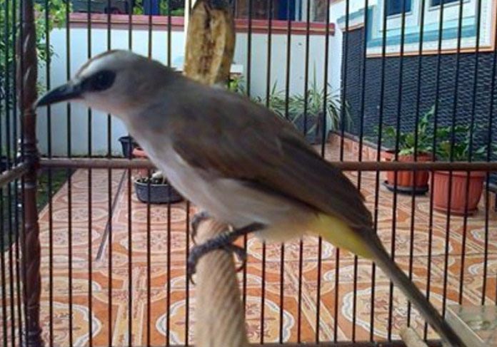 Komposisi pakan untuk trucukan supaya lebih rajin bunyi - Tips burung ...