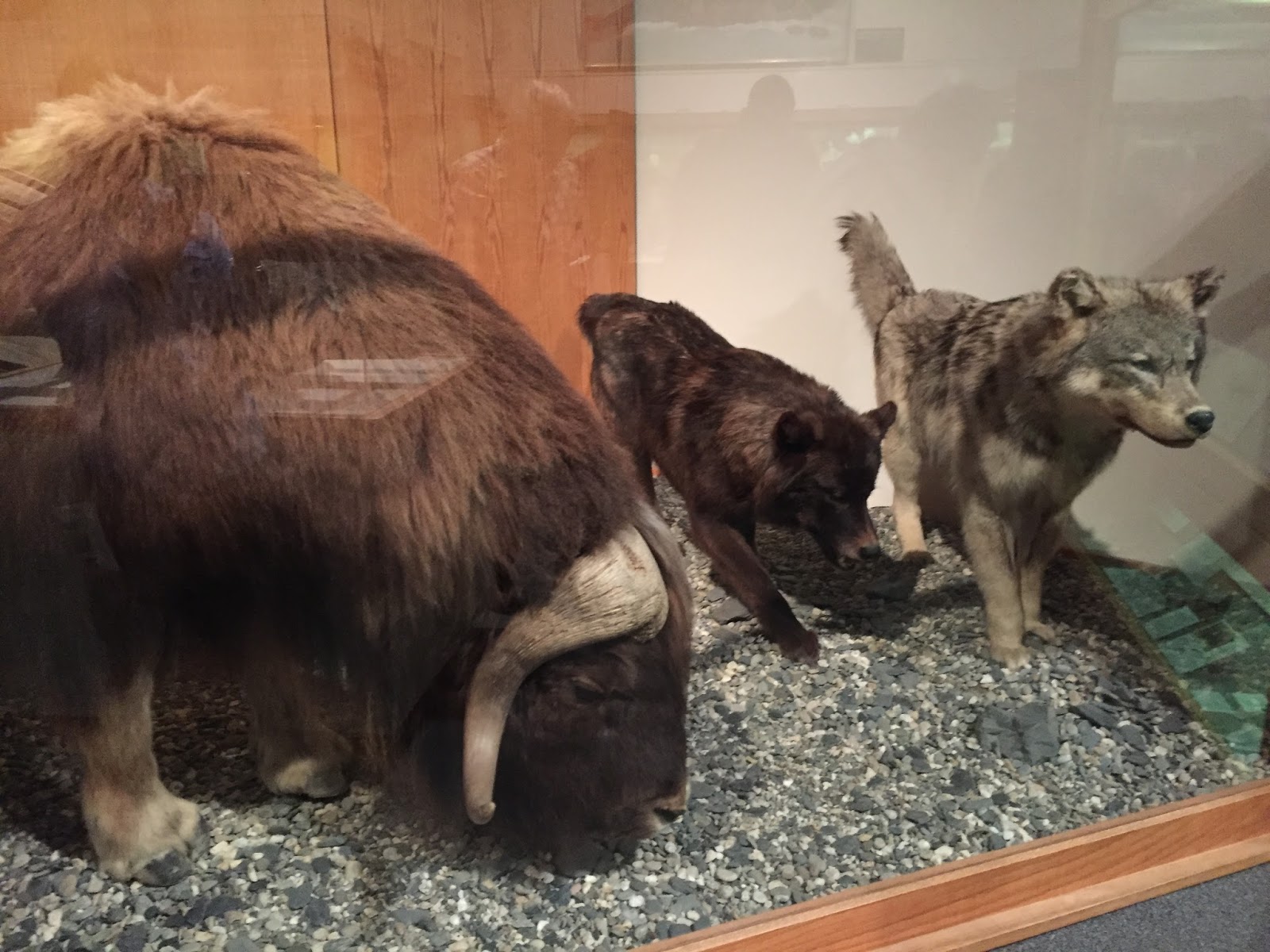 venturing4th: Museum of the North