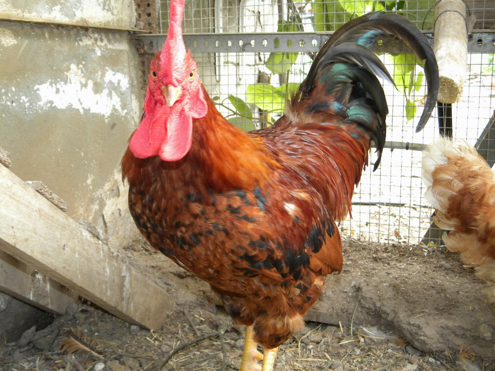 El Huerto de Tatay: El gallo va a ser papa